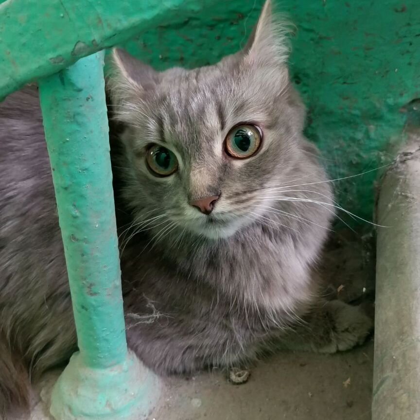 Найдена кошка