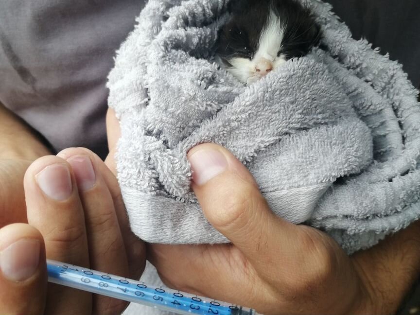 Котенок в дар