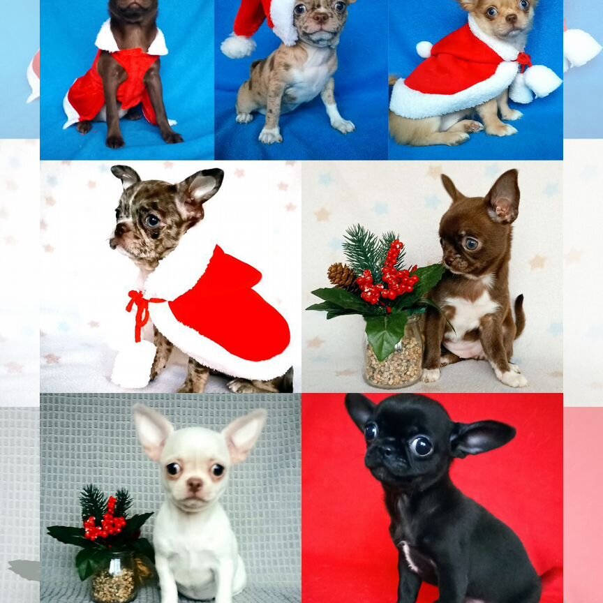 Маленькие феи чихуахуа