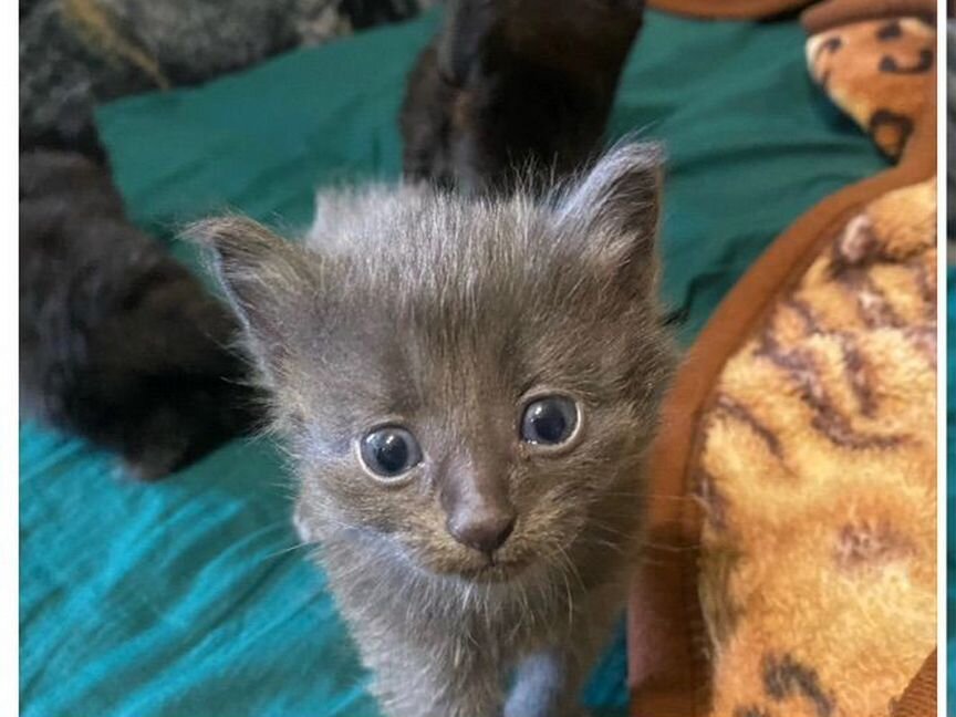 Милые катята, отдам в добрые ручки