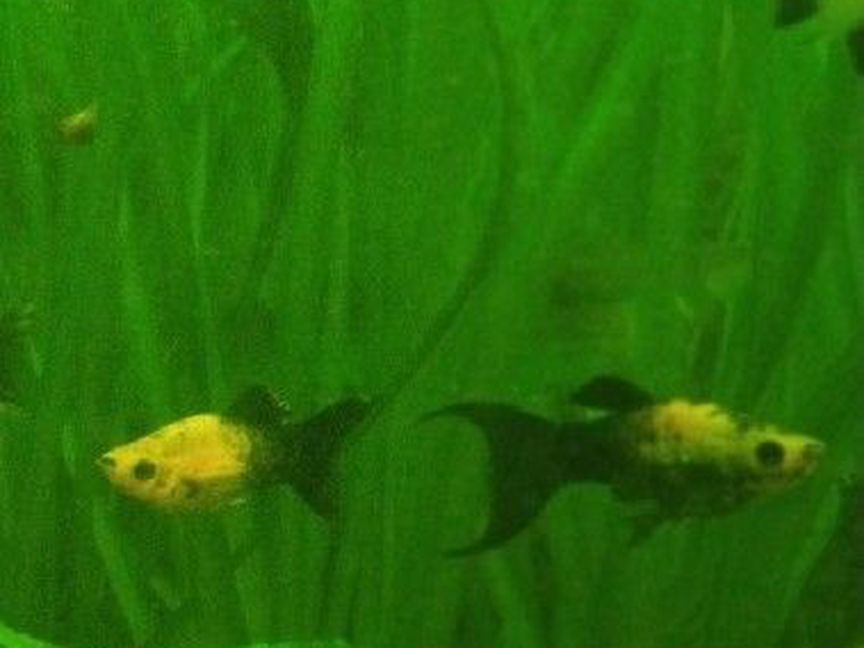 Рыбки, растения, аквариумные принадлежности