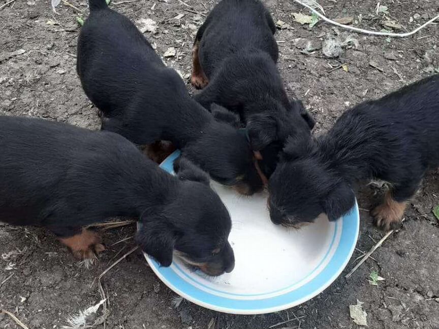 Щенки ягдтерьер от рабочих родителей