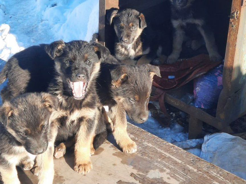 Собака беспородная