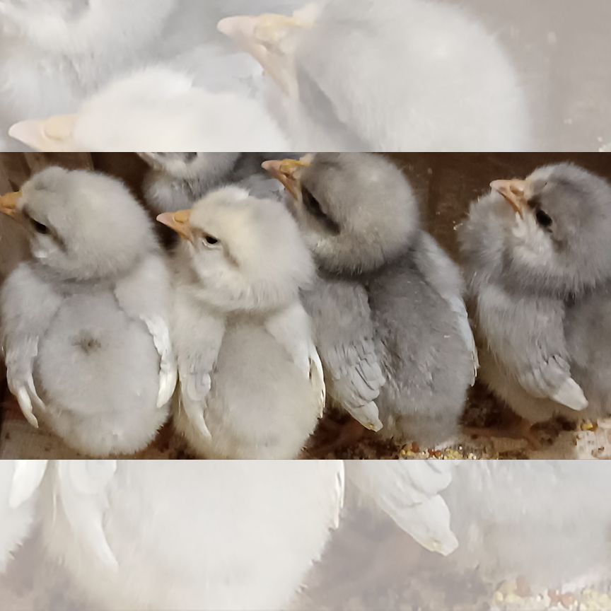 Цыплята бройлеры несушки, выведу под заказ