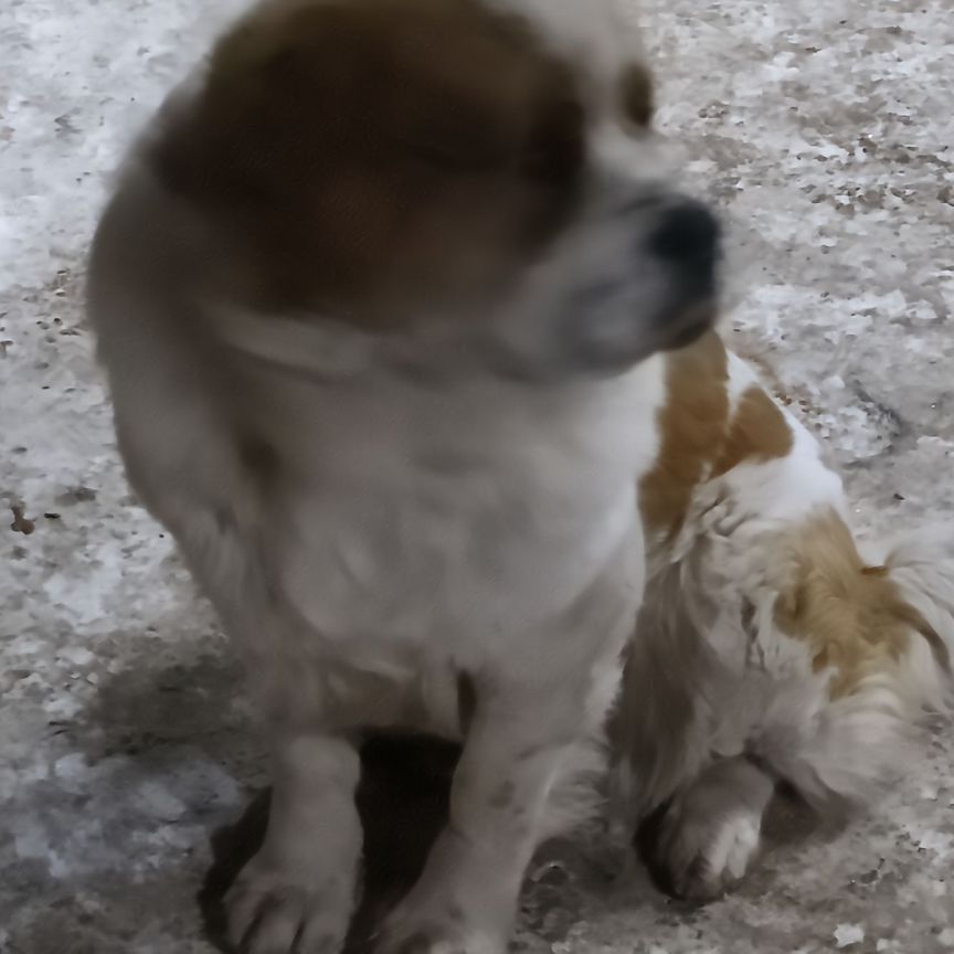 Московская сторожева вязка кабель года