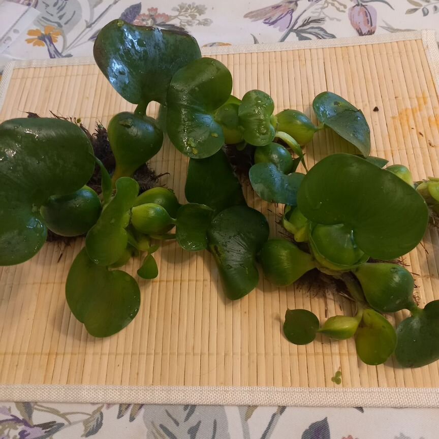 Водный гиацинт эйхорния