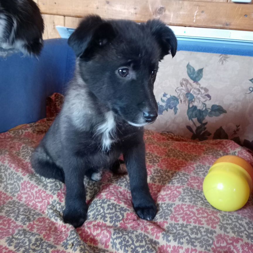 Щенок в добрые руки