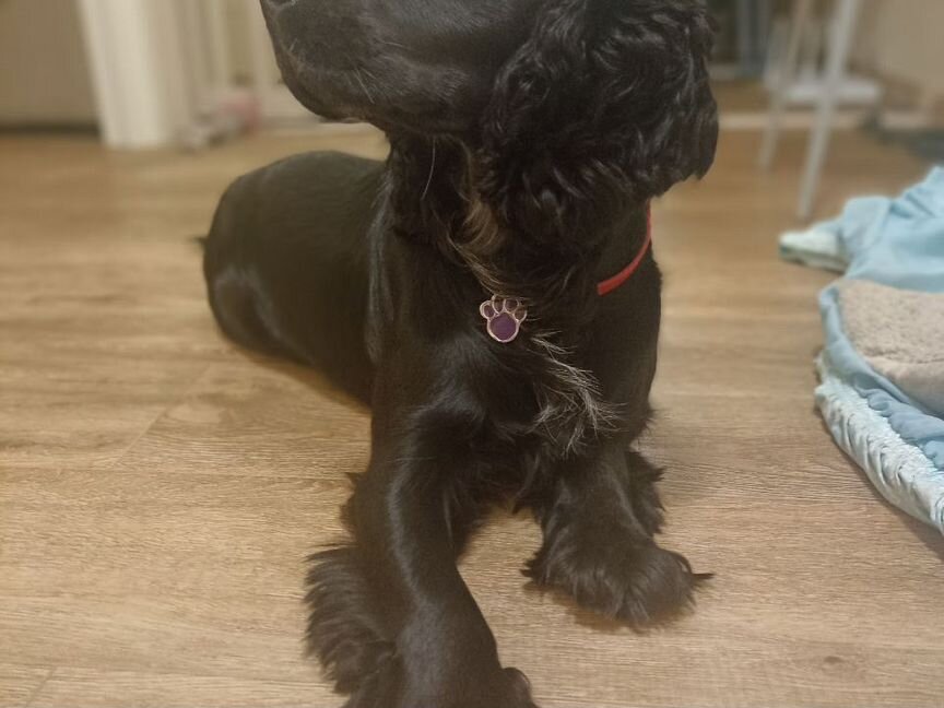 Кокер спаниель вязка