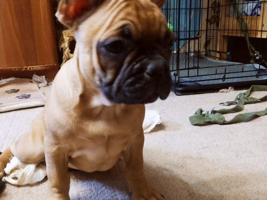 Французский бульдог щенки девочка