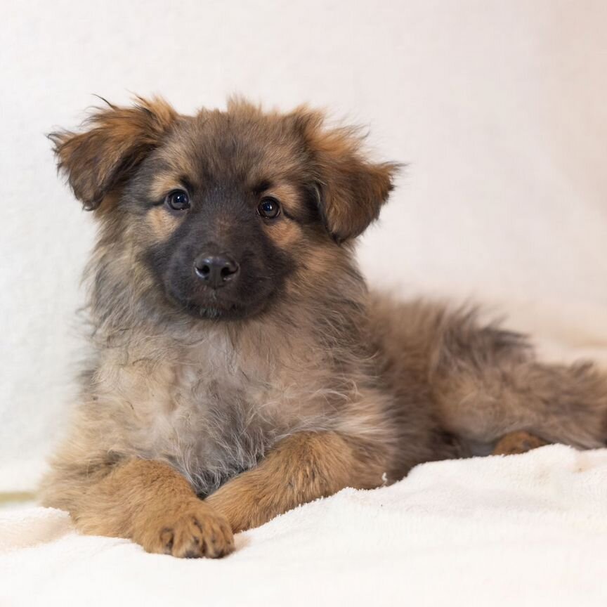 Щенок в добрые руки