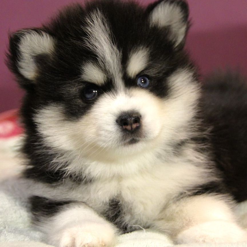 Помски, щенок