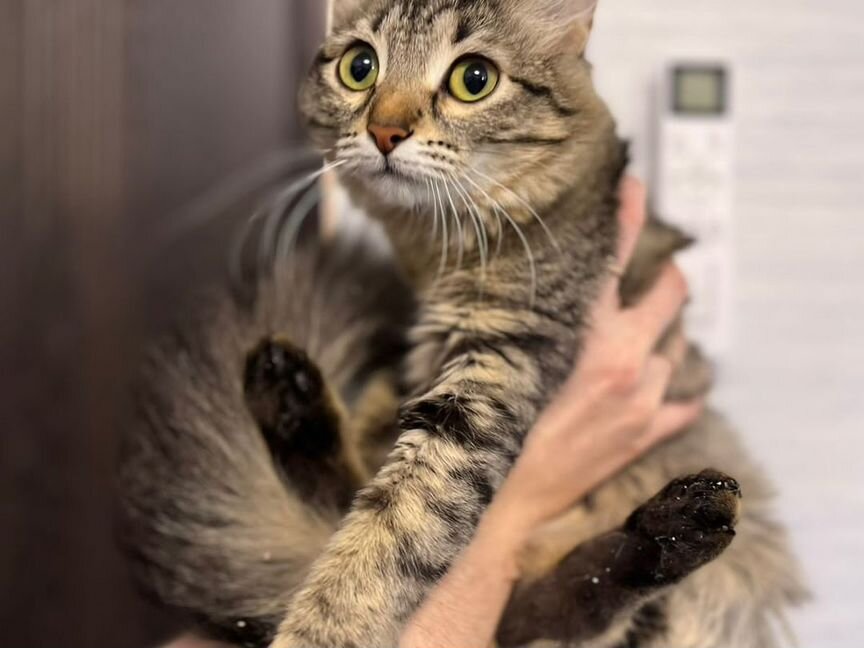 Котенок белочка привитая