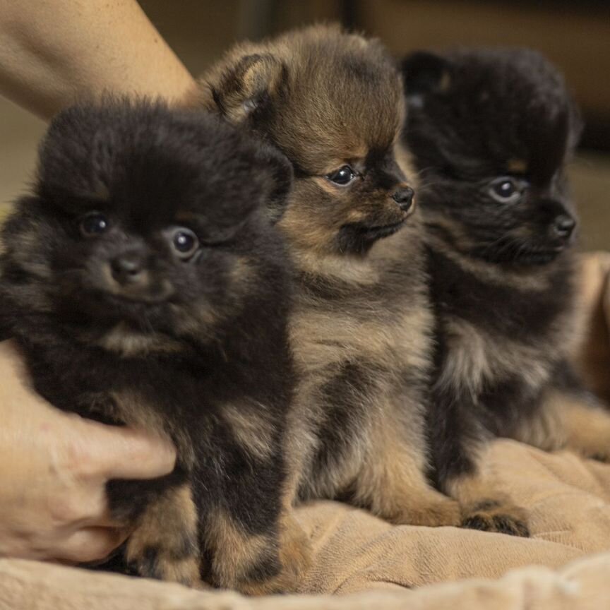 Малыши- померанцы