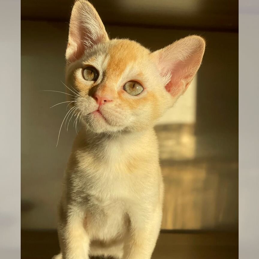 Бурманский котик