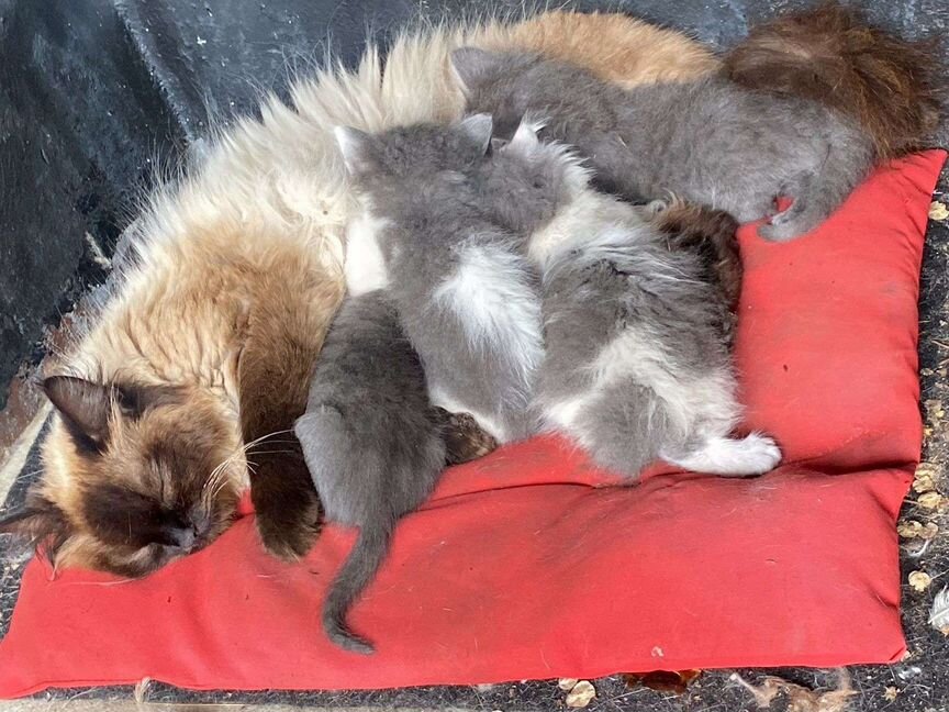 Котята в дар бесплатно