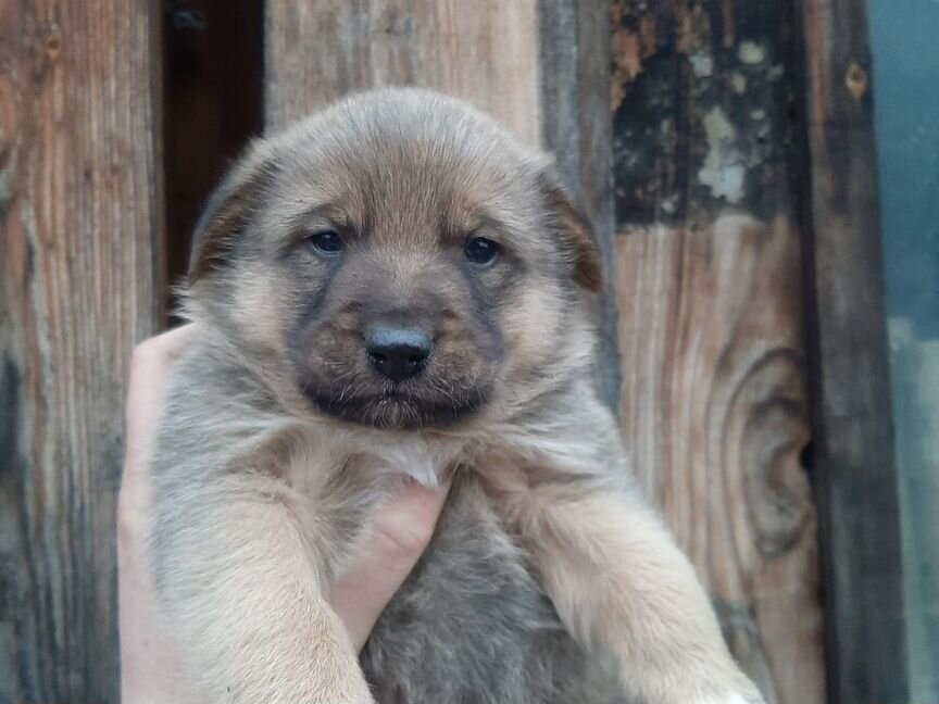 Отдам в добрые руки