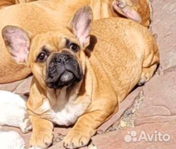 РКФ / Девочка/ Нэкка