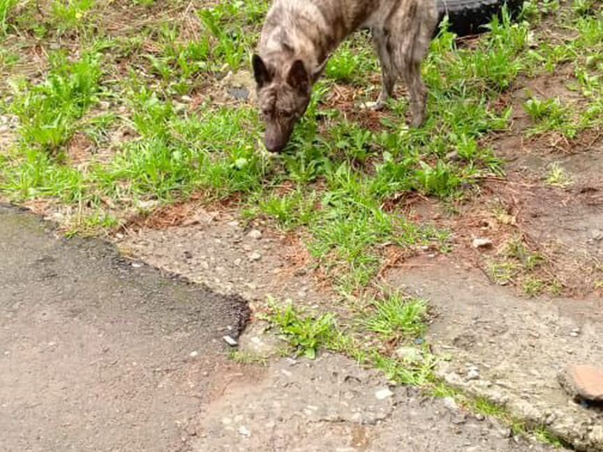 Пристрою собаку в очень добрые руки