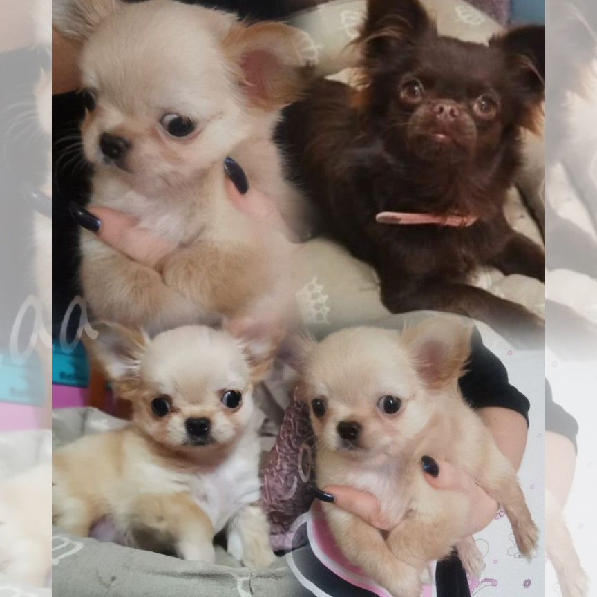 Чихуахуа мальчик вид кобби