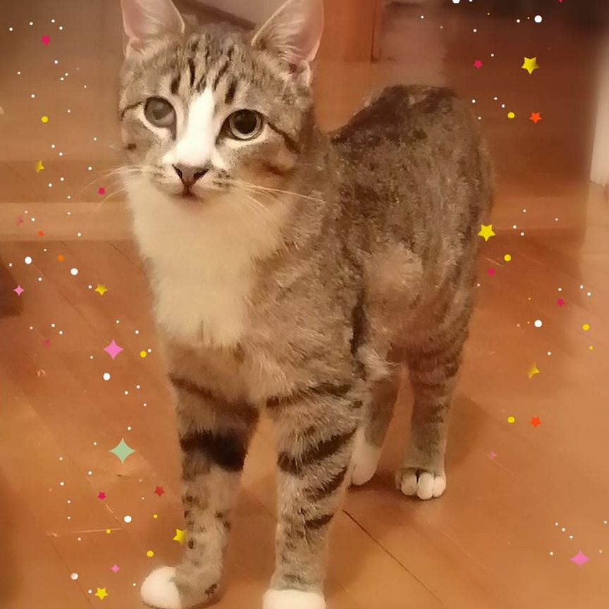 Кошечка в добрые руки