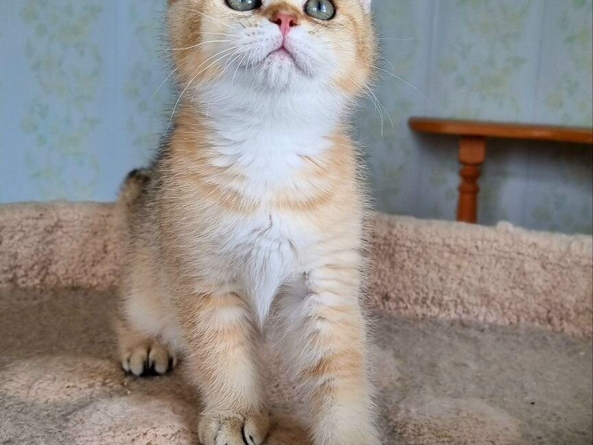 Золотой котик
