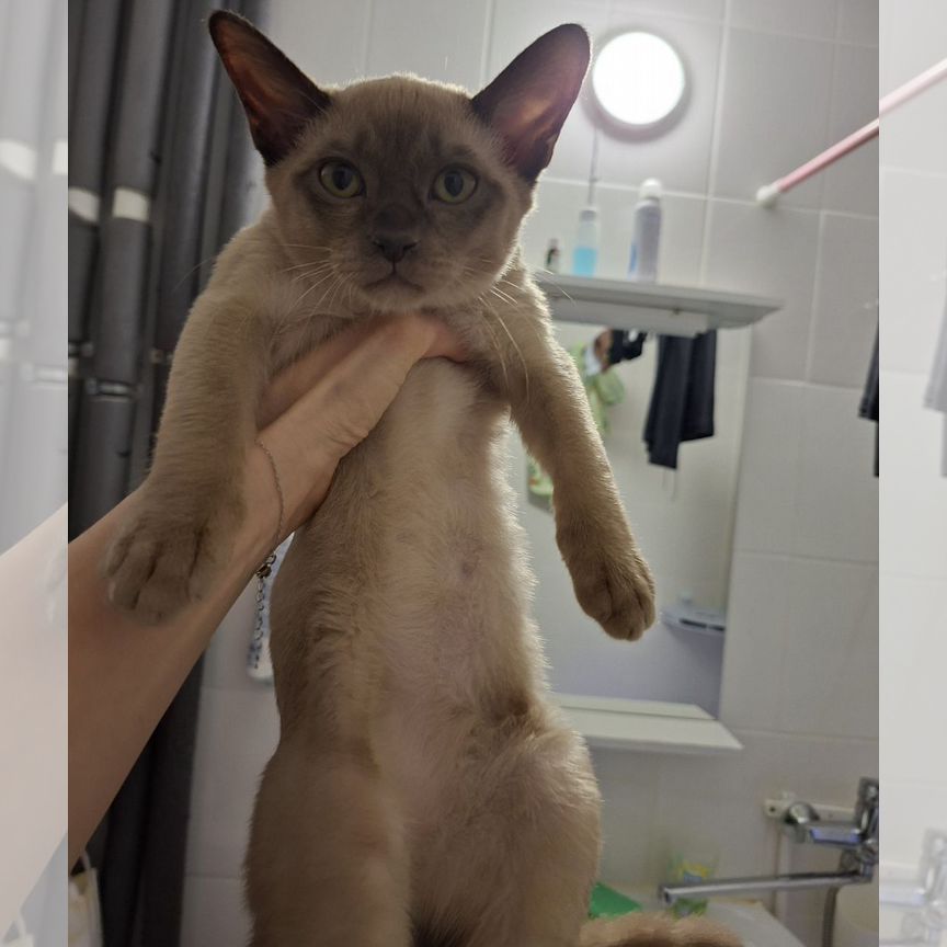 Европейский бурманский котёнок