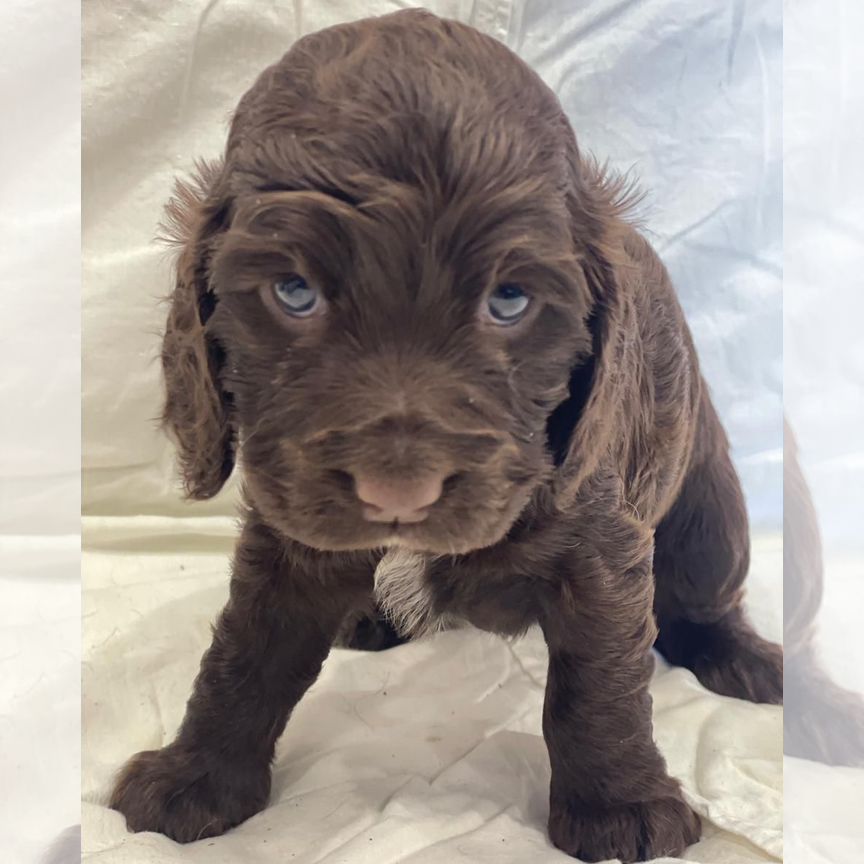 Русский охотничий спаниель, щенок