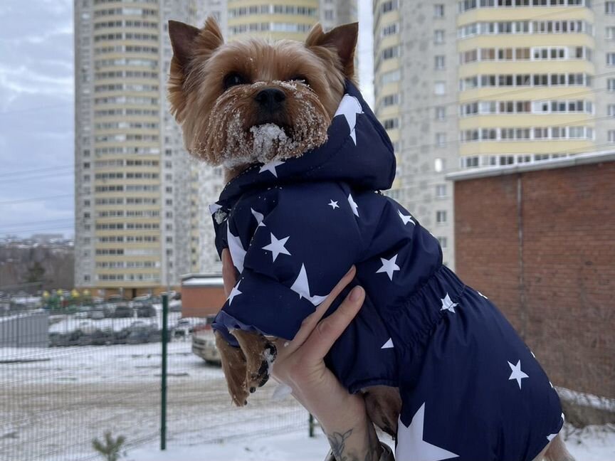 Зимний комбинезон для собаки