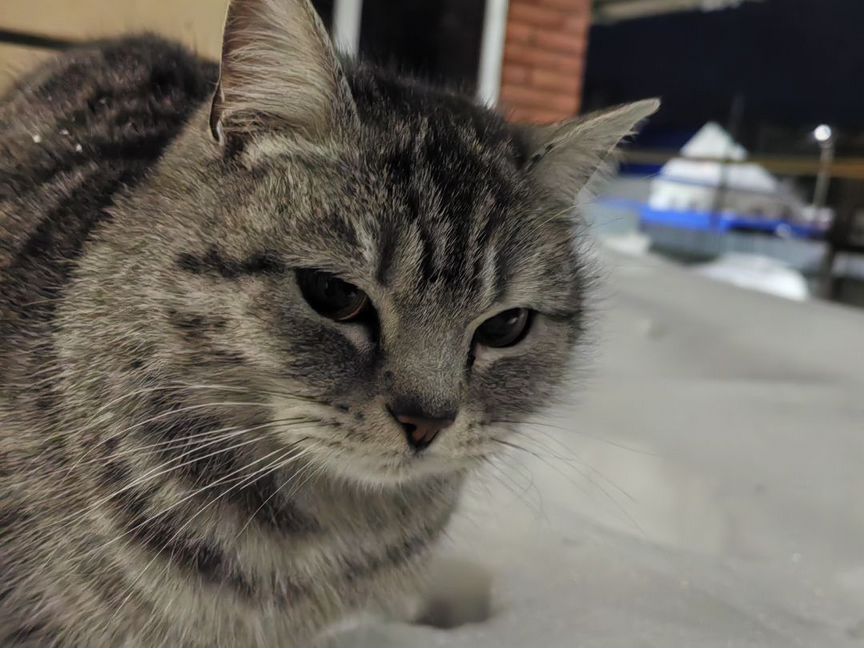 Кошка в добрые руки