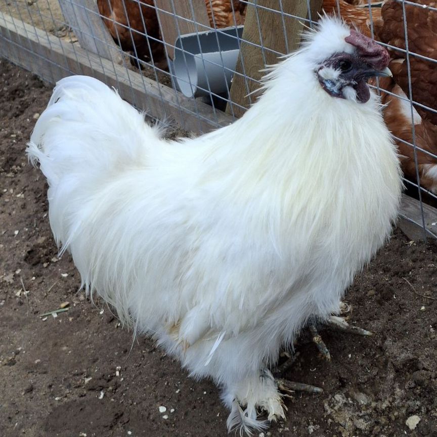 Петух курица цыплята