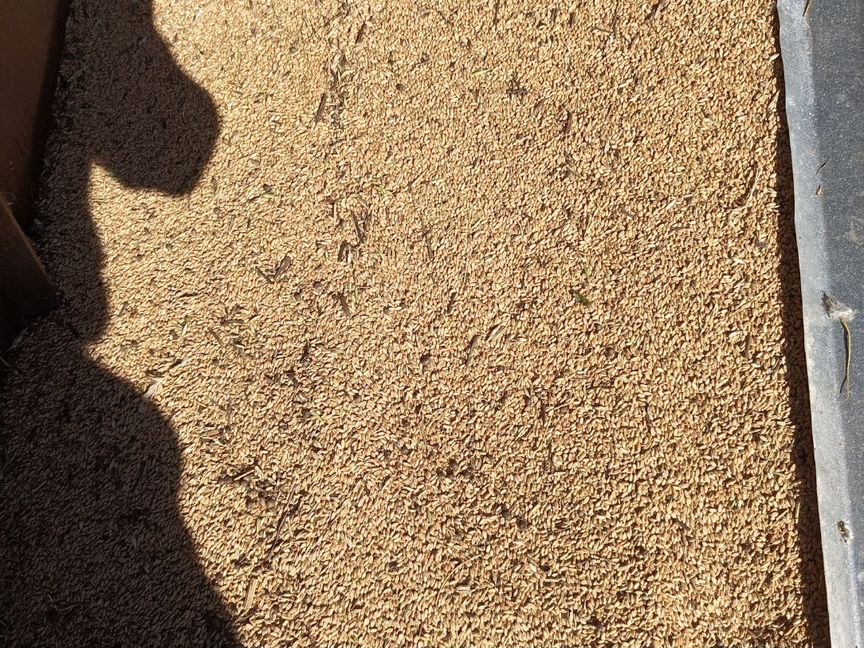 Продам пшеницу зерно