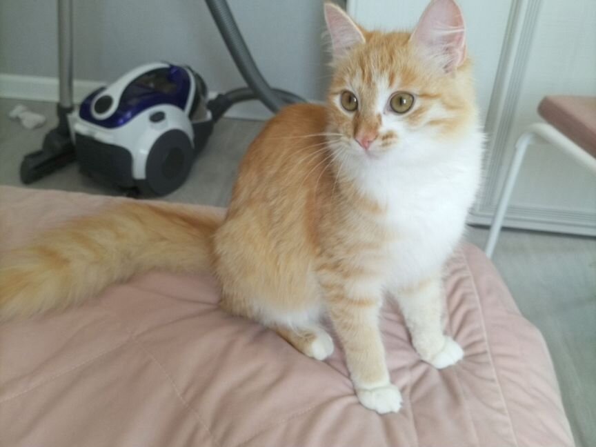 Кошечка
