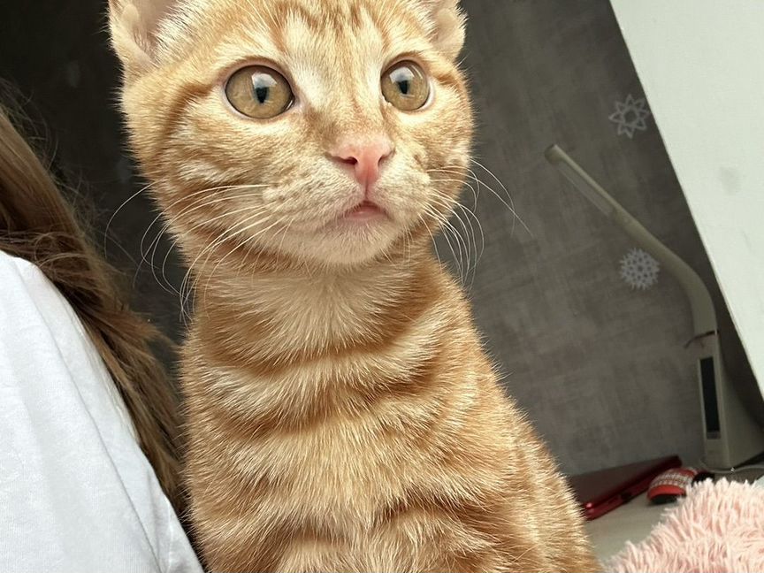 Потерялась кошка, рыжая, 7 мес