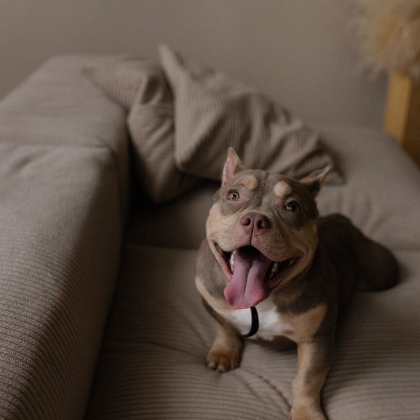 Американский булли вязка