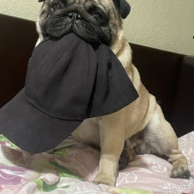 Мопс вязка мальчик