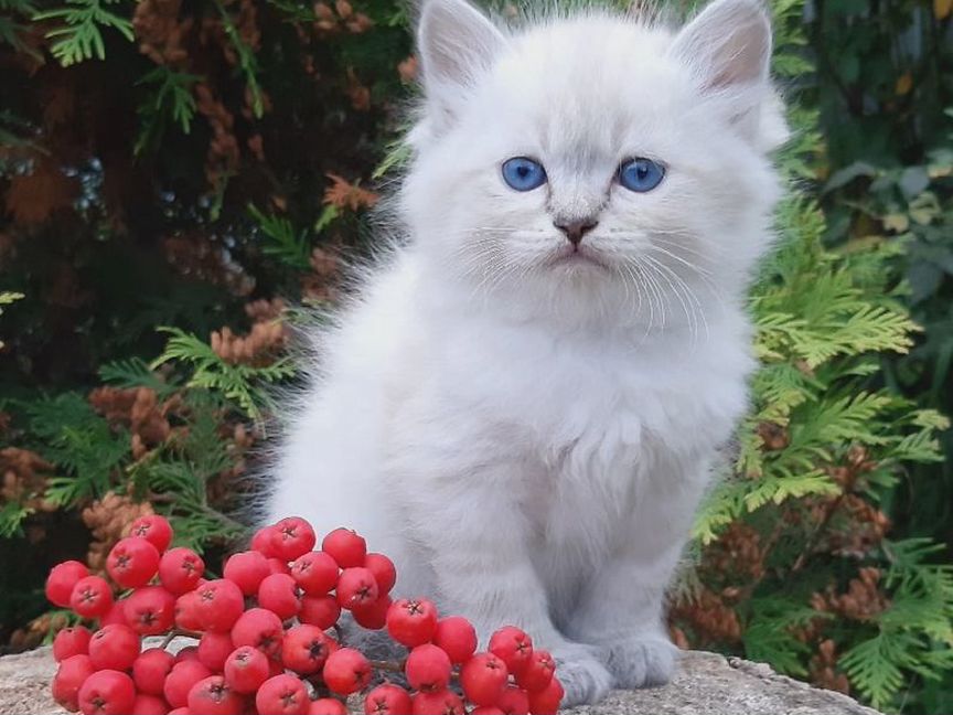 Невские маскарадики