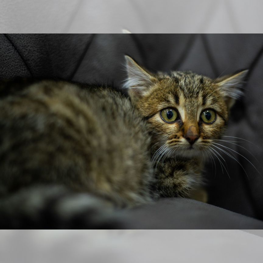 Котёнок в добрые руки