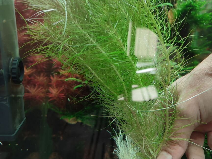 Растения для аквариума