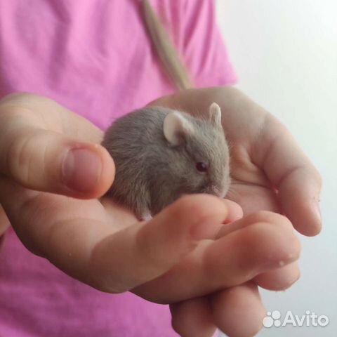 Сирийские хомячки