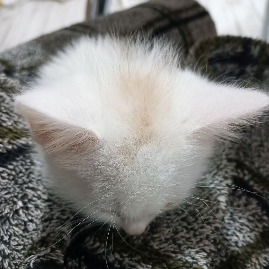 Канадский сфинкс котёнок