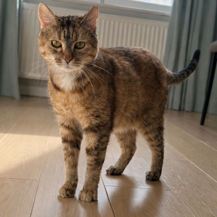 Европейская короткошёрстная, взрослая кошка