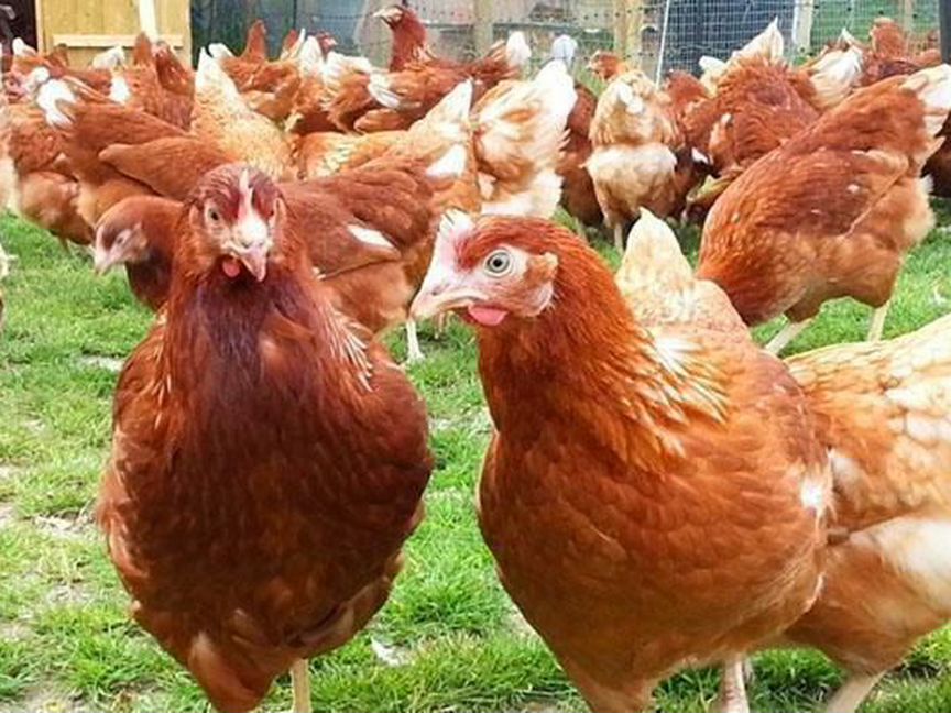 Куры несушки