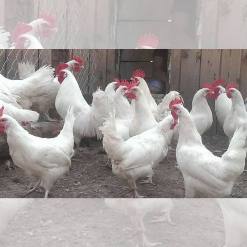 Белые несушки