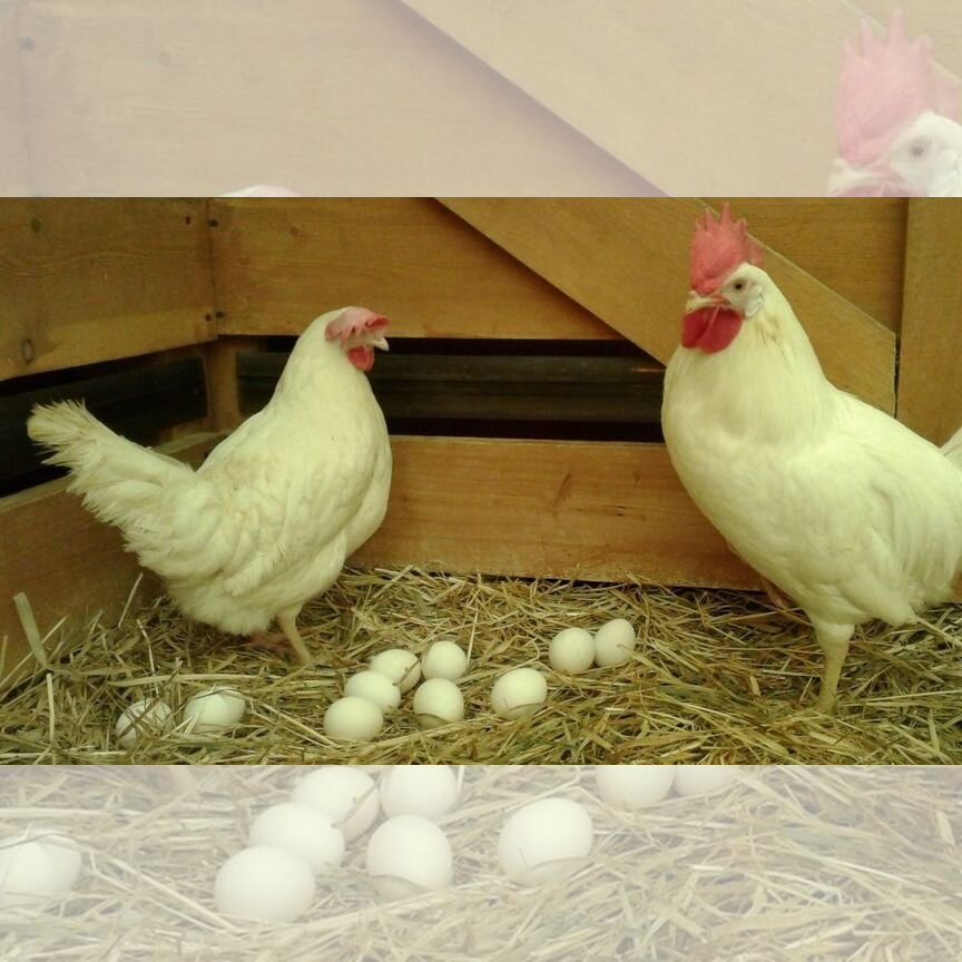 Курочки на яйцо