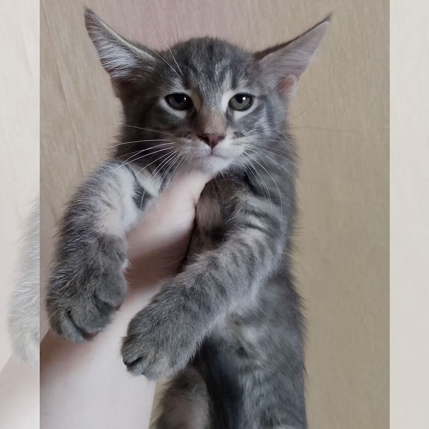 Мейн-кун котёнок