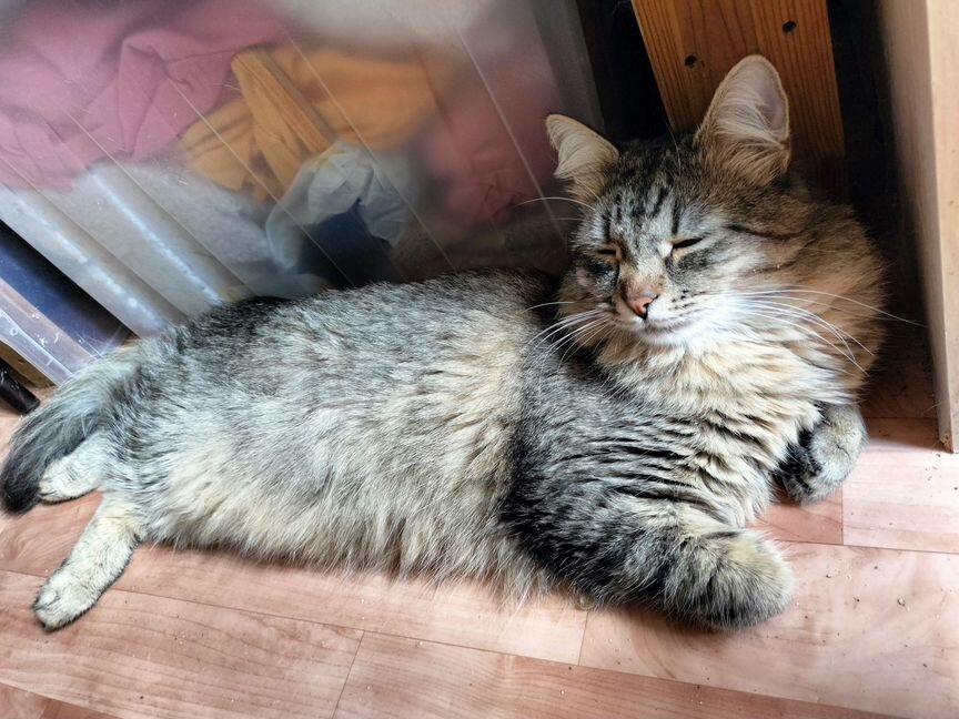 Кастрированный котик из приюта