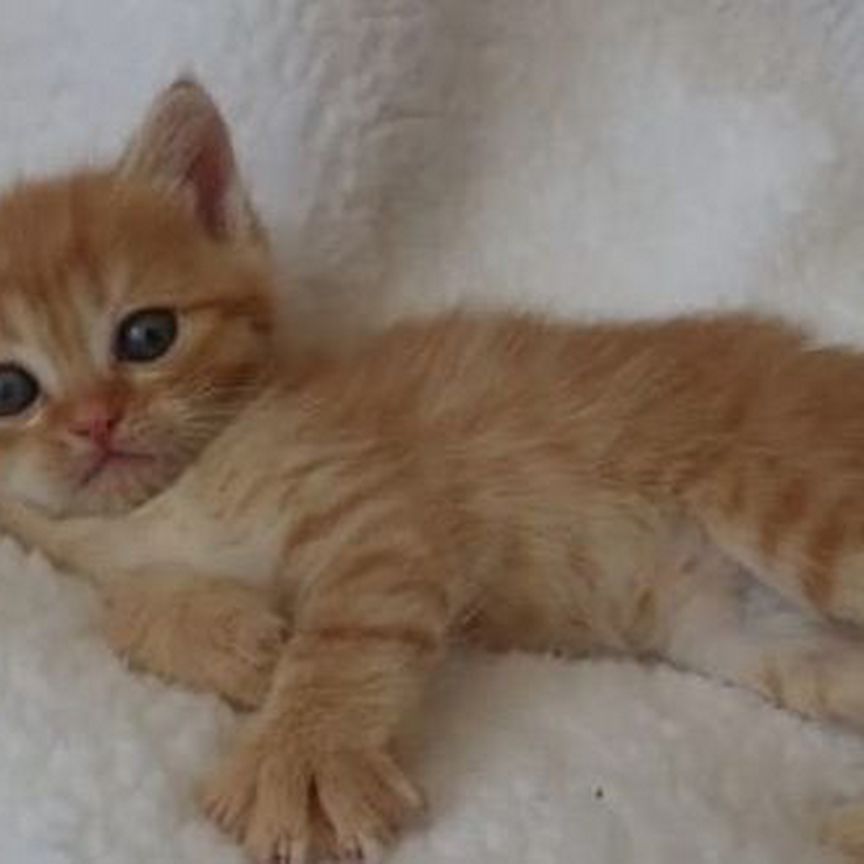 Шотландская девочка