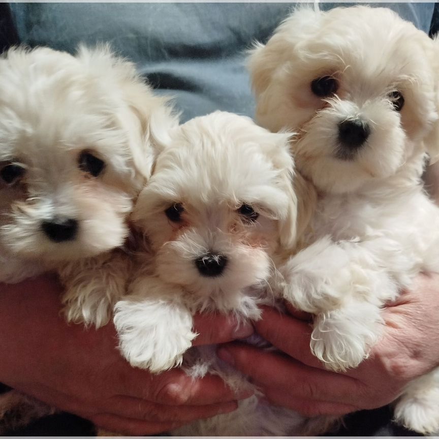 Мальтийская болонка, щенок