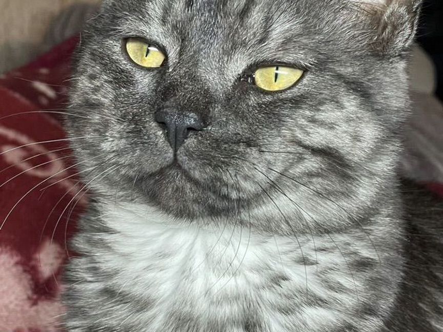 Котенок