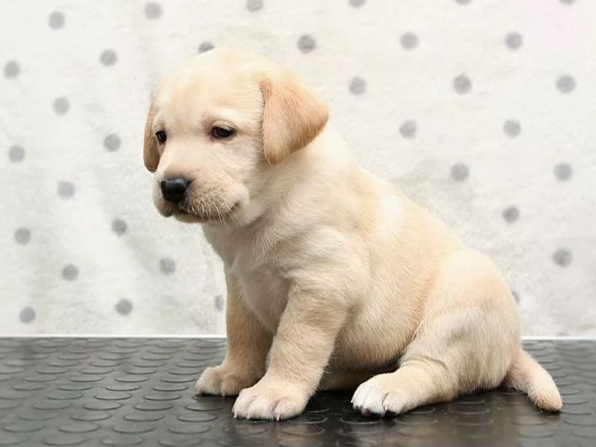 Лабрадорчики